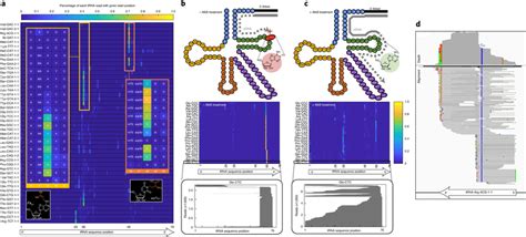 Application Of Aqrna Seq For Quantitative Mapping Of The Trna