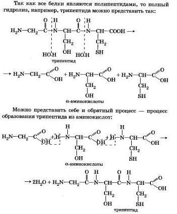 схема гидролиза молекулы белка - Школьные Знания.com