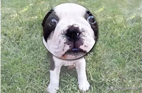 Ppt放大镜效果如何制作？ Word怎么删除空白页