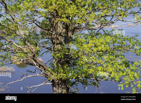 Oak Trees In Flood Water Hi Res Stock Photography And Images Alamy