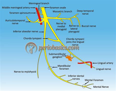 Trigeminal Nerve Anatomy Branches Distribution Function