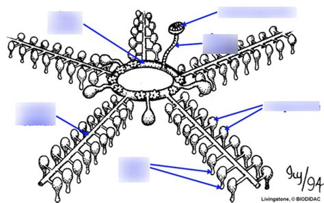 How Does A Water Vascular System Work Quizlet At Herlinda Means Blog
