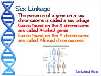 Human Inheritance Patterns PowerPoint Babe Guided Notes Worksheet