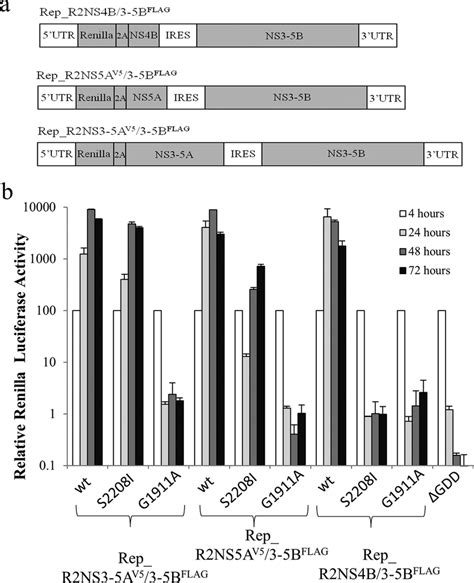 Intragenomic Complementation Of Defective Hcv Rna Replication A Download Scientific Diagram