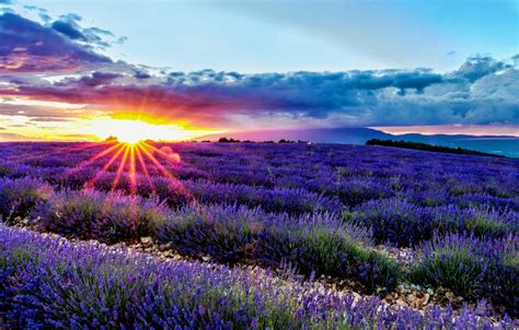 Lavender Field Sunrise Wallpapers 4k Hd Lavender Field Sunrise