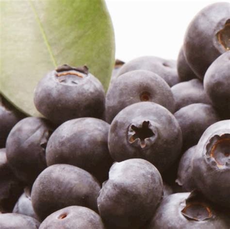 냉동 블루베리 효능 칼로리 먹는법 이것만 보면 정리 끝 — 철인31호