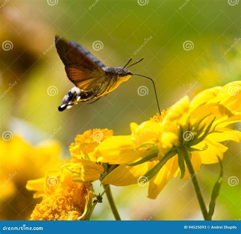Sphingidae Known As Bee Hawk Moth Enjoying The Nectar Of A Yellow
