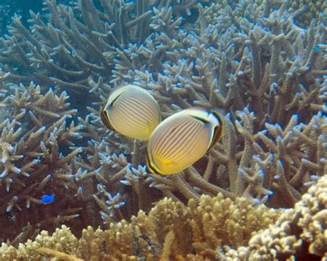 Oval Butterflyfish Facts Diet Habitat And Pictures On Animaliabio