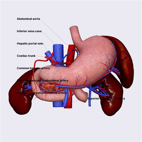 Blood Supply Of Duodenum Duodenum Abdomen Anatomyapp Learn