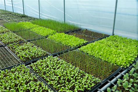 Хүнсний хувьсгал ын хүрээнд шинээр 7 шилэн хүлэмж ашиглалтанд оруулна Хүнсний хувьсгал