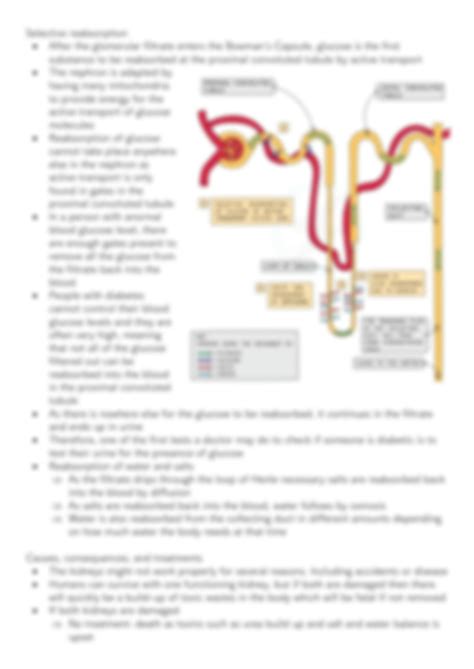 Solution Cie Igcse Biology Excretion Notes Studypool