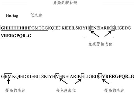 具有降低的免疫原性的TRAIL组合物的制作方法