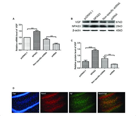 Correlation Of Neuronal Pas Domain Protein 3 Npas3 And Vgf In Rat Download Scientific