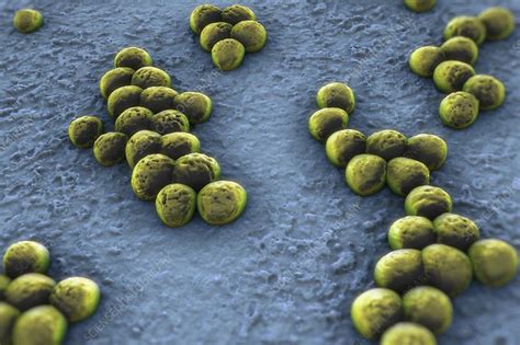 Superbug Mrsa Artwork Stock Image C020 3915 Science Photo Library