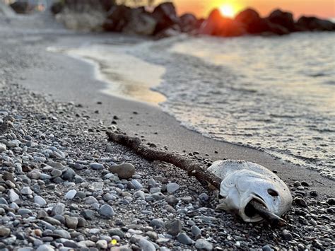 4 Beautiful Photo Results Pixabay 4 Beautiful Photo Results Pixabay