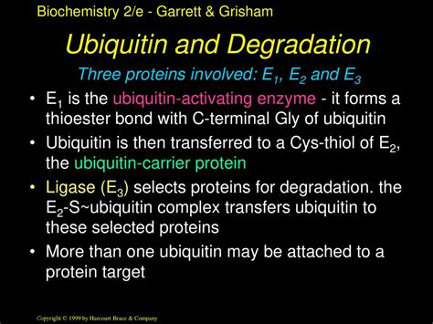 Chapter 33 Protein Synthesis And Degradation To Accompany Ppt Download