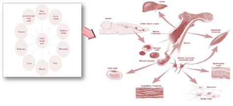 4 Adult Stem Cells And Their Localizations Download Scientific Diagram
