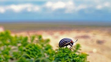 Plants Used To Spice Up Sex Botany One