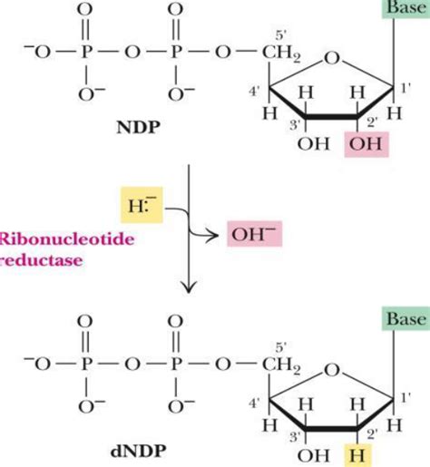 Chapter 12 Nucleotide And Nucleic Acid Metabolism Bs2003 Biochemistry Ii