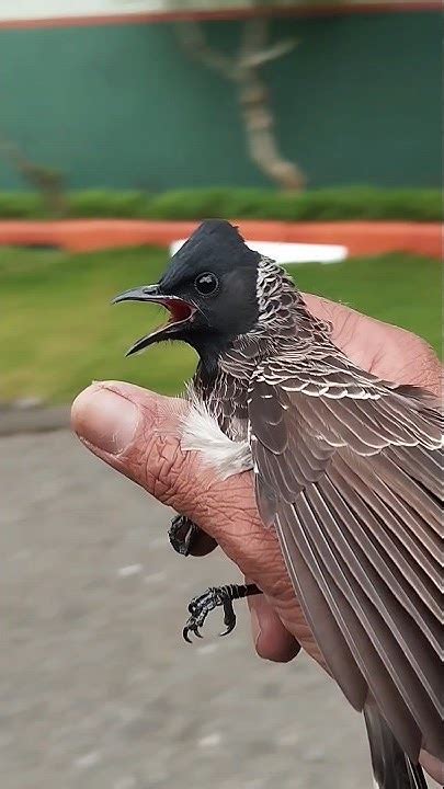 Red Vented Bulbul 🐦🤗කොටු උණු කොන්ඩ කුරුල්ලා Youtube