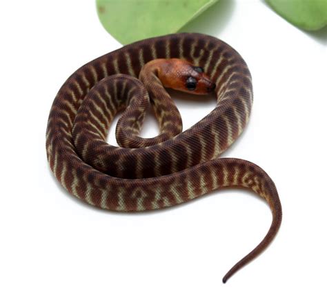 Woma Python Female Dynasty Reptiles
