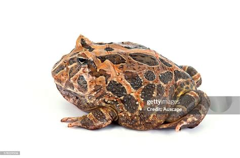 Argentine Horned Frog Ceratophrys Ornata Crouched A Species