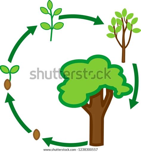 Plant Growth Stage Seed Adult Tree Stock Vector Royalty Free 1238300557 Shutterstock