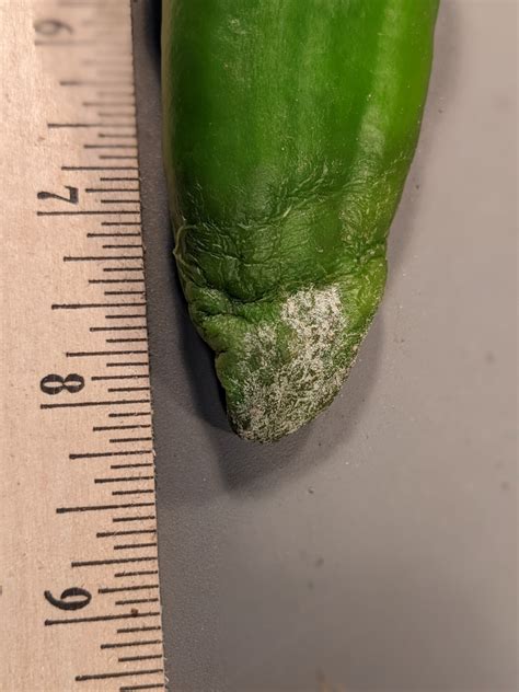 Phytophthora Blight Pepper