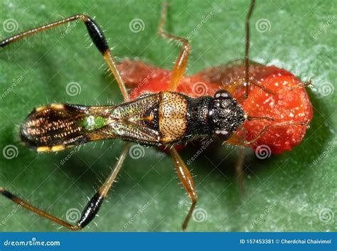 Macro Photo Of Assassin Bug Is Eating Fruit On The Leaf Stock Image