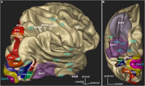 Parcellation Of Different Cortical Regions Involved In Visual