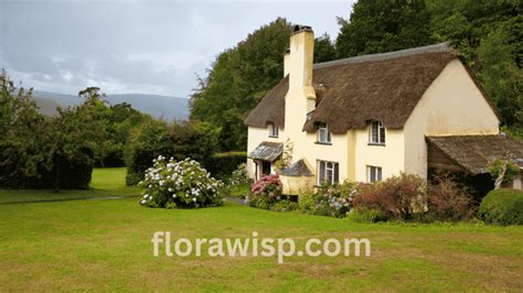 St Augustine Grass Problems 9 Proven Fixes For Yellowing Fungus