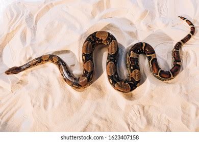 Python Texture Images Stock Photos Vectors Shutterstock