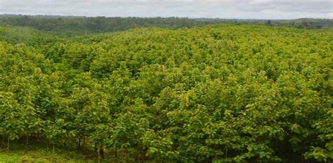 သစ်တောများပြန်လည် ထူထောင်နိုင်ရေးအတွက် သစ်တောစိုက်ခင်းများတွင် အပင်ကျပ်နုတ်ခြင်းနှင့် အပင်ပူး ခ