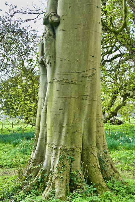 트렁크 나무 생태계 Pixabay의 무료 사진 Pixabay