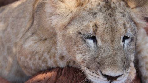Протест в защита на лъвчетата Терез и Масуд Новини бг