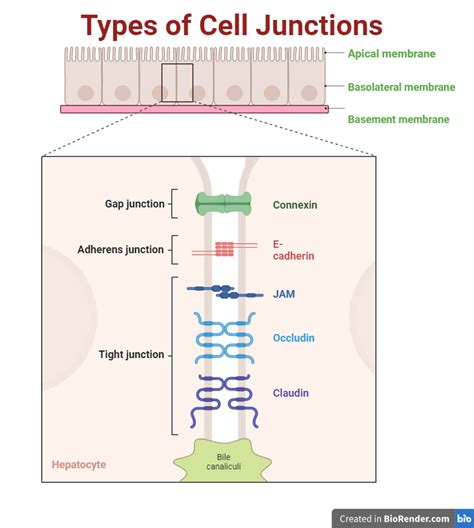 Cell Interaction And Integration Cell Surface Cell Junctions Cell