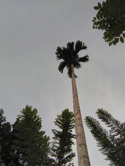 Coconet Trees Stock Photos Free Royalty Free Stock Photos From