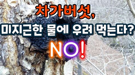 지금까지 알던 차가버섯 먹는법 다 잊어라 차가버섯 제대로 먹는 방법 복용법 끓이는 법 러시아산 차가버섯과 국산 차가버섯 차이 Youtube