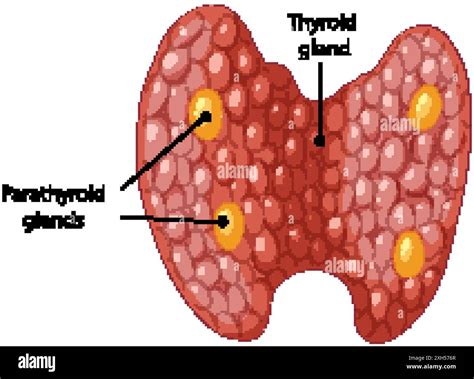 Thyroid And Parathyroid Glands Identification Of The Superior