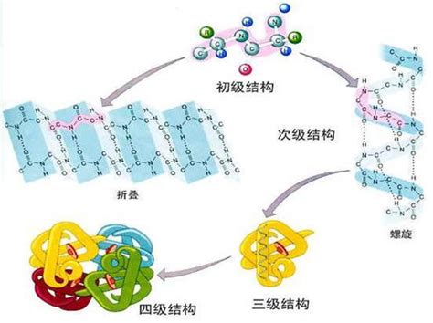 简单蛋白质图册 360百科
