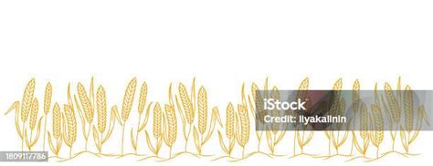 밀의 이삭 손으로 그린 벡터 스케치입니다 텍스트의 위치 공간을 복사합니다 0명에 대한 스톡 벡터 아트 및 기타 이미지 0명 곡초류 농업 Istock