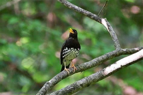お山の水場1 そらと林と鳥