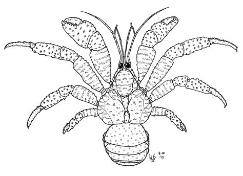 Birgus Latro L 1767 Coconut Crab Done In Ink Cyan Biologist