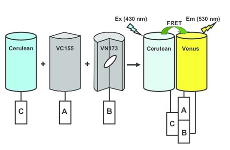 Principle Of Bifc Fret Assay The C Terminal Fragments Of Venus