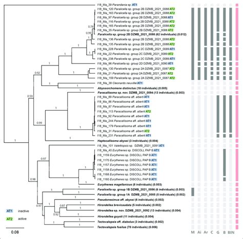 Bayesian Inference Tree For Co1 Data 258 Individuals Tree