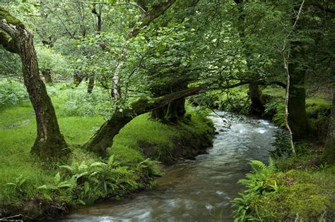 Waterfalls Forests Stream Trees Grass Hd Wallpaper Rare Gallery