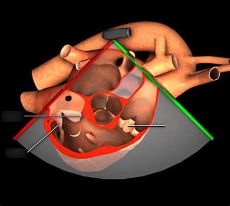 Mid Esophageal Right Ventricular Inflow Outflow View Diagram Quizlet
