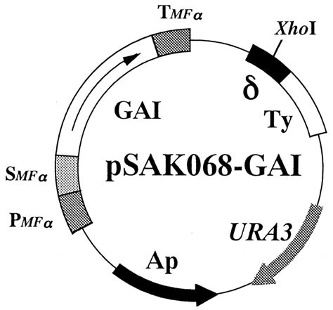 Structure Of Psak068 Gai Psak068 Gai Is A δ Integrative Plasmid Download Scientific Diagram