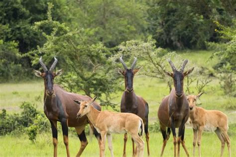 가장 신나는 우간다 사파리 투어 패키지