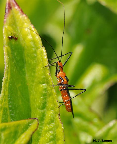 Bugs In Orange And Black Three Assassins Milkweed Assassin Bug